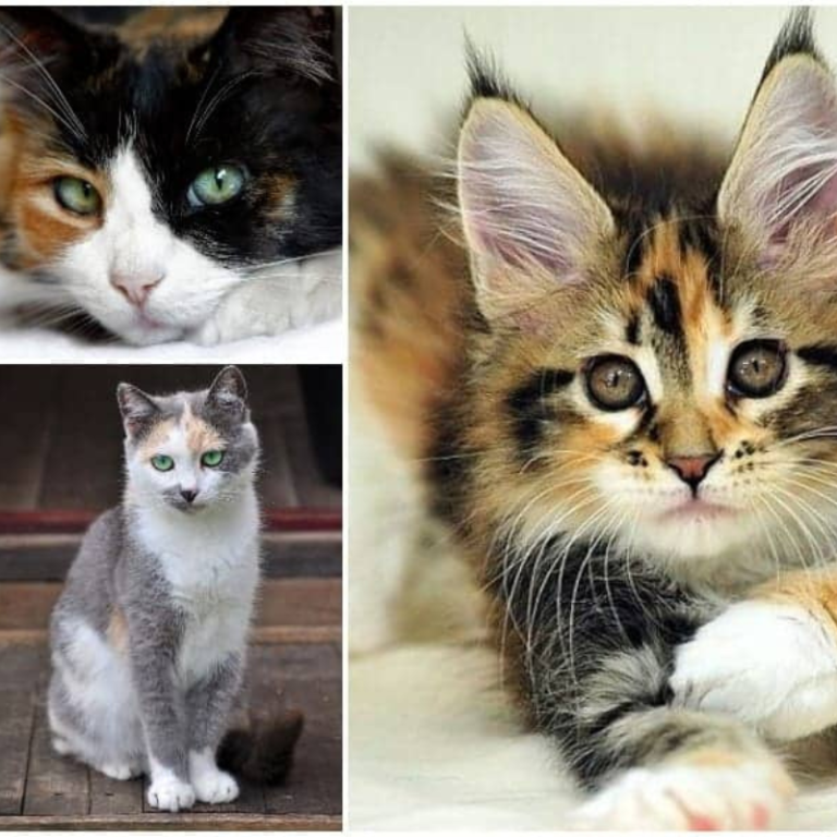 How To Tell The Difference Between Torbie, Tortie, Calico And Tabby ...
